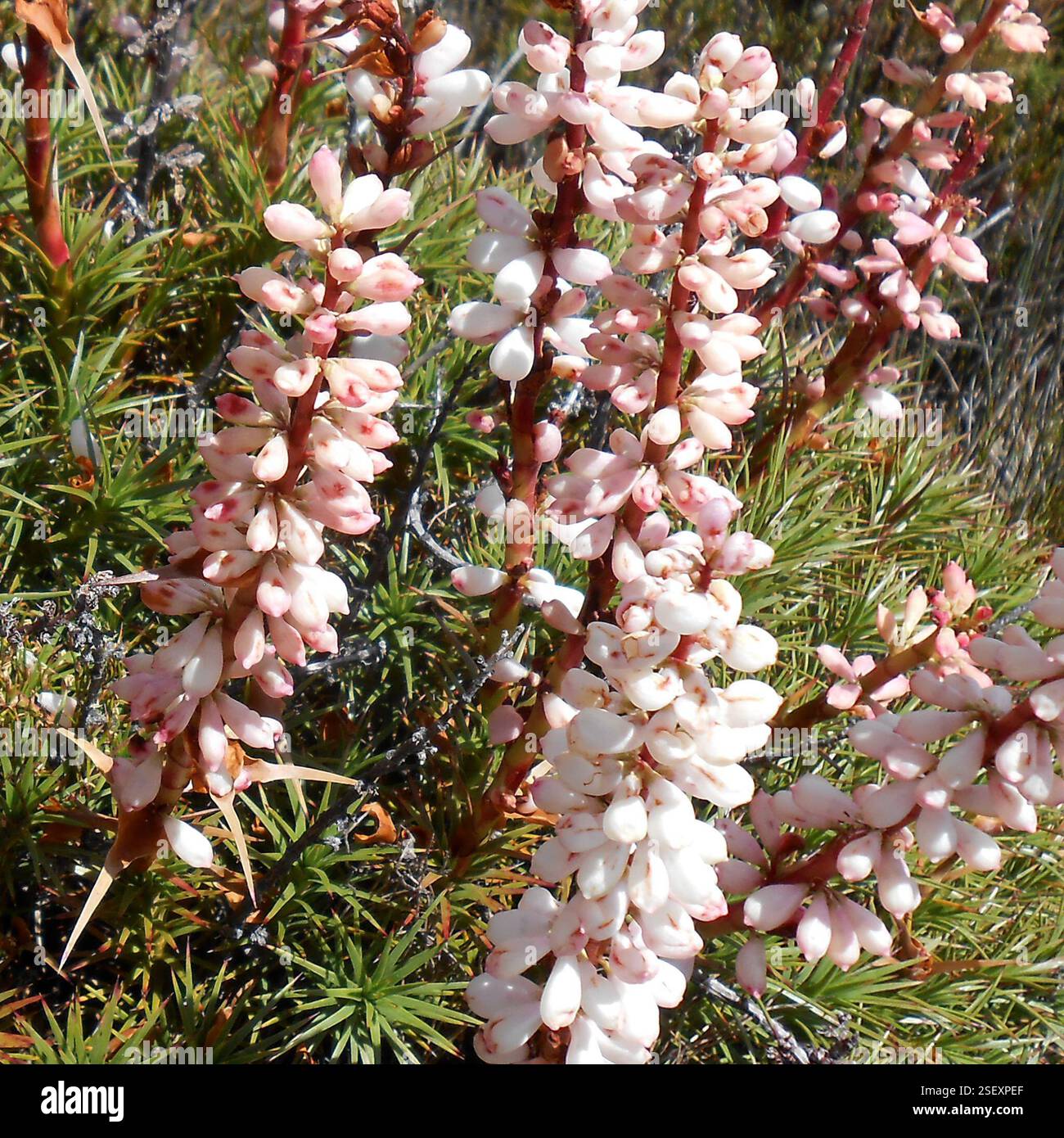 scoparia (Richea scoparia), Plantae, Central Plateau TAS 7304 ...
