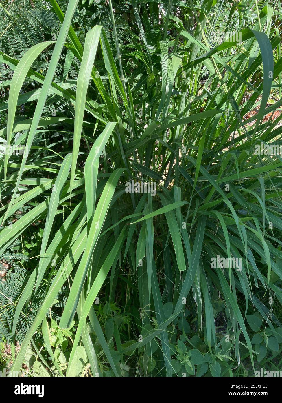 guinea grass (Megathyrsus maximus), Plantae, Antigua, St. John's, Saint ...