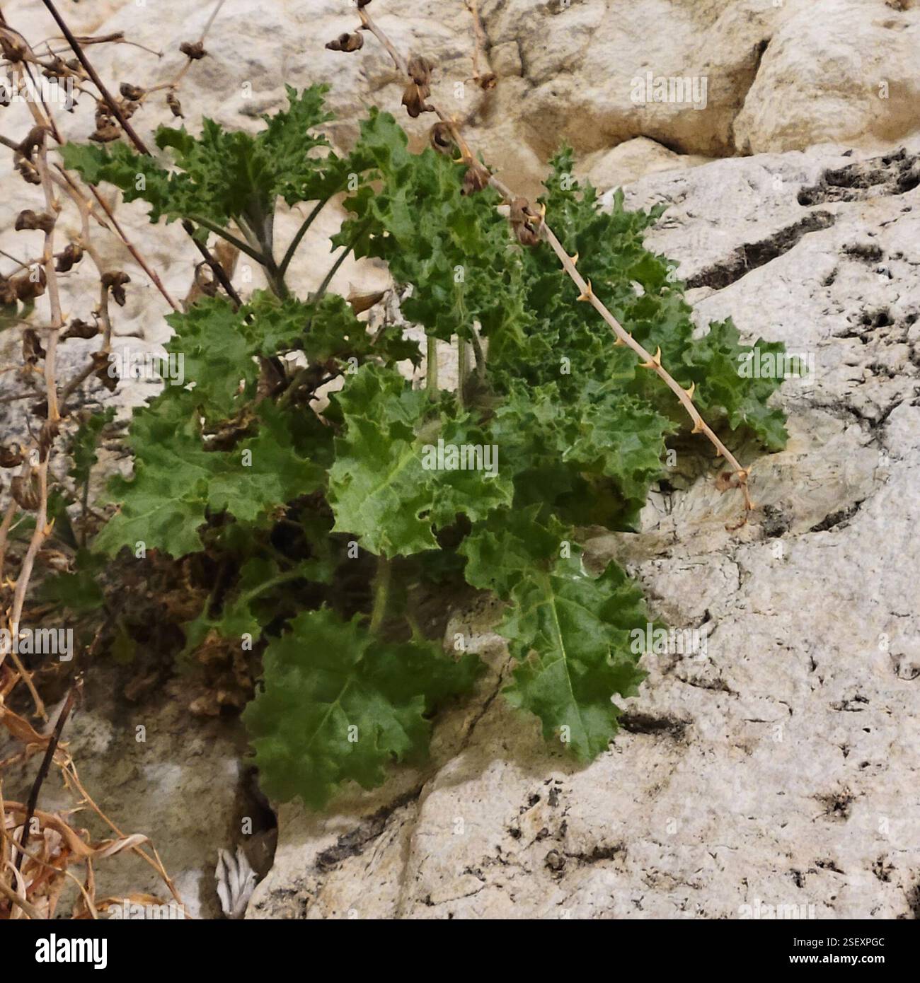 Yellow Henbane (Hyoscyamus aureus), Plantae, The Jewish Quarter ...