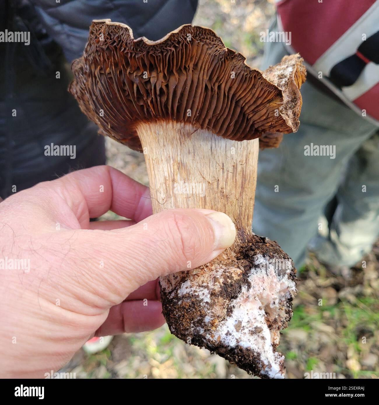 Webcaps (Cortinarius), Fungi, Pasadena, CA 91107, USA Stock Photo - Alamy
