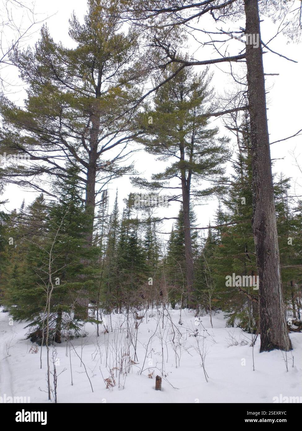 eastern white pine (Pinus strobus), Plantae, 14447 State Highway M26 ...