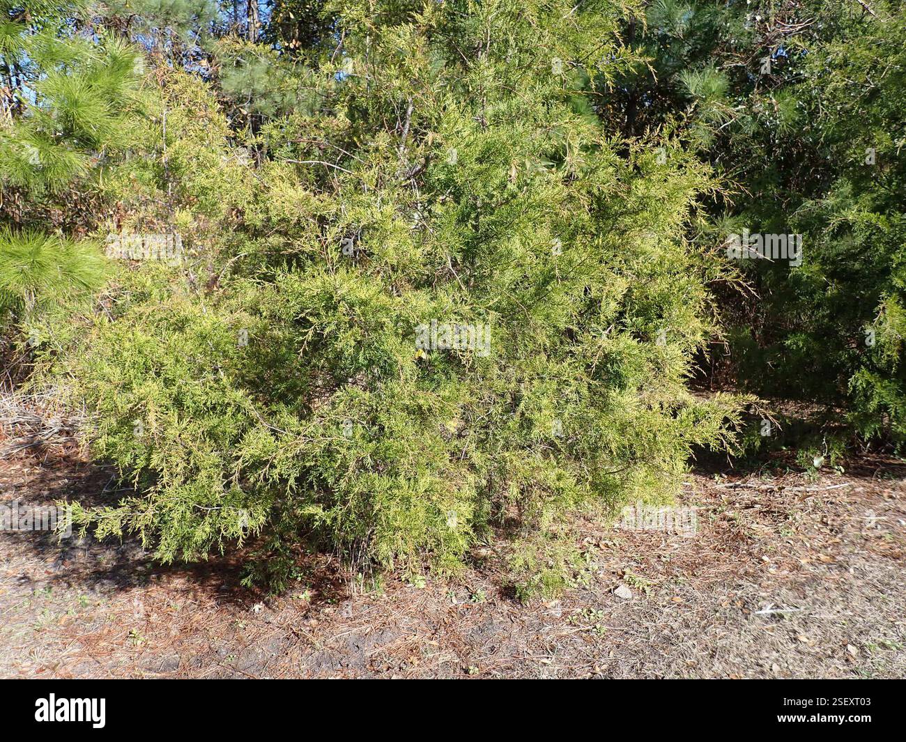 eastern redcedar (Juniperus virginiana), Plantae, North Carolina, US ...