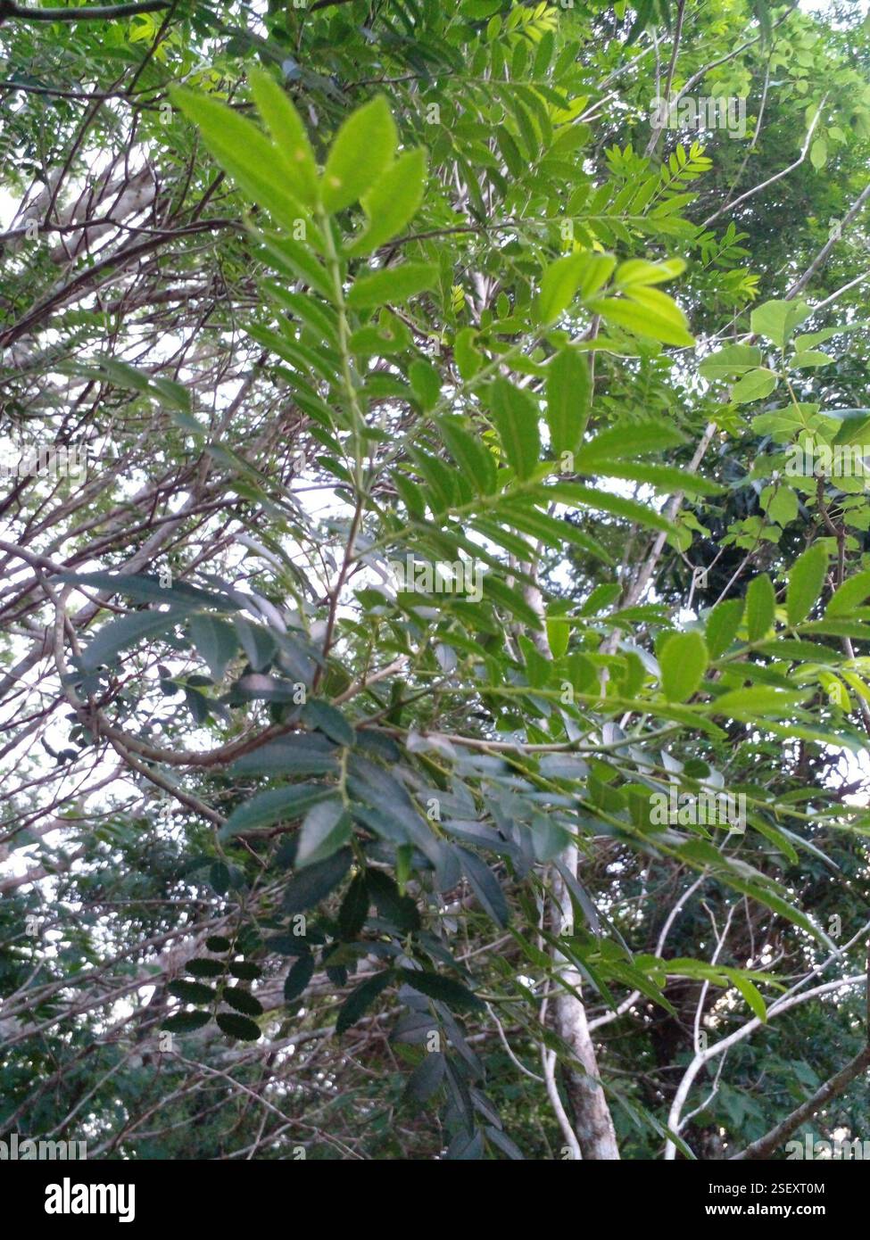 Tambataru (Zanthoxylum rhoifolium), Plantae, Paraguay Stock Photo - Alamy