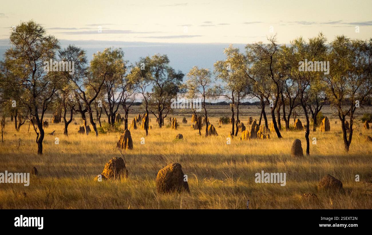 Termite mounds in outback bush landscape in western Australia Stock ...