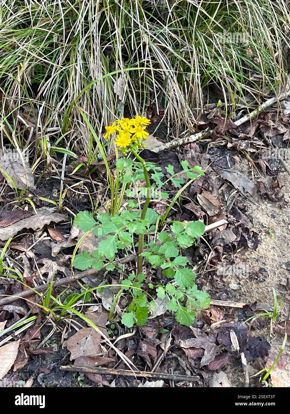 Butterweed (Packera glabella), Plantae, Torreya State Park, Bristol, FL ...