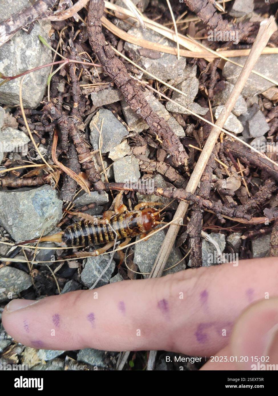 Mountain Stone Weta (Hemideina maori), Insecta, Korowai Torlesse ...