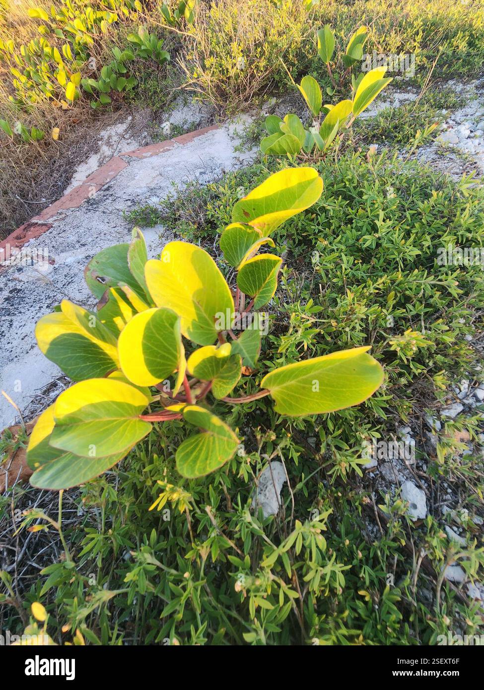 Beach Morning Glory (Ipomoea pes-caprae), Plantae, Dry Tortugas ...