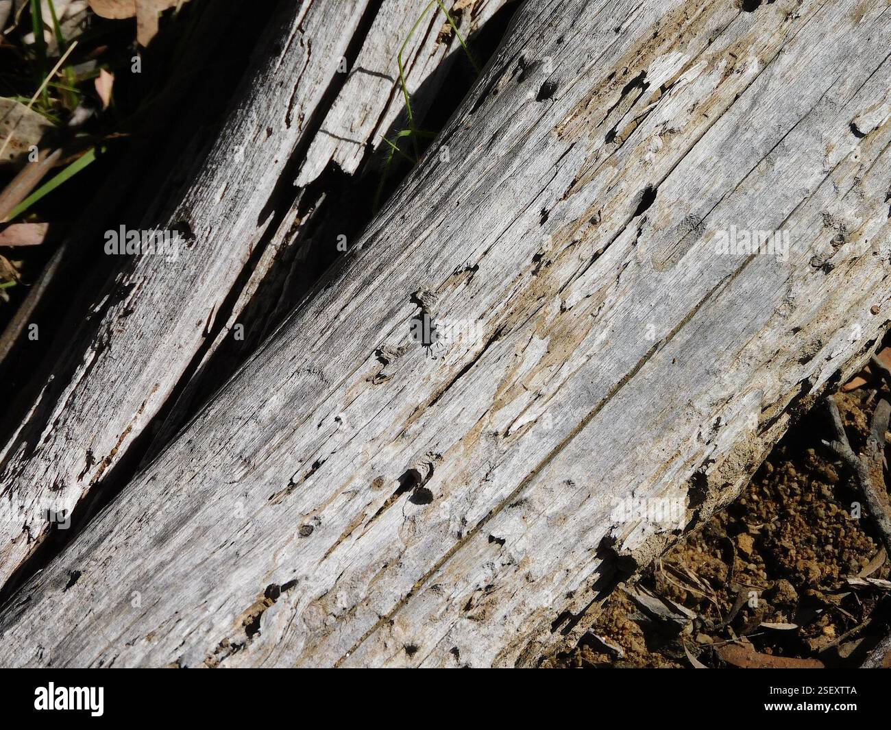 Bees and Apoid Wasps (Apoidea), Insecta, Hobart TAS, Australia ...