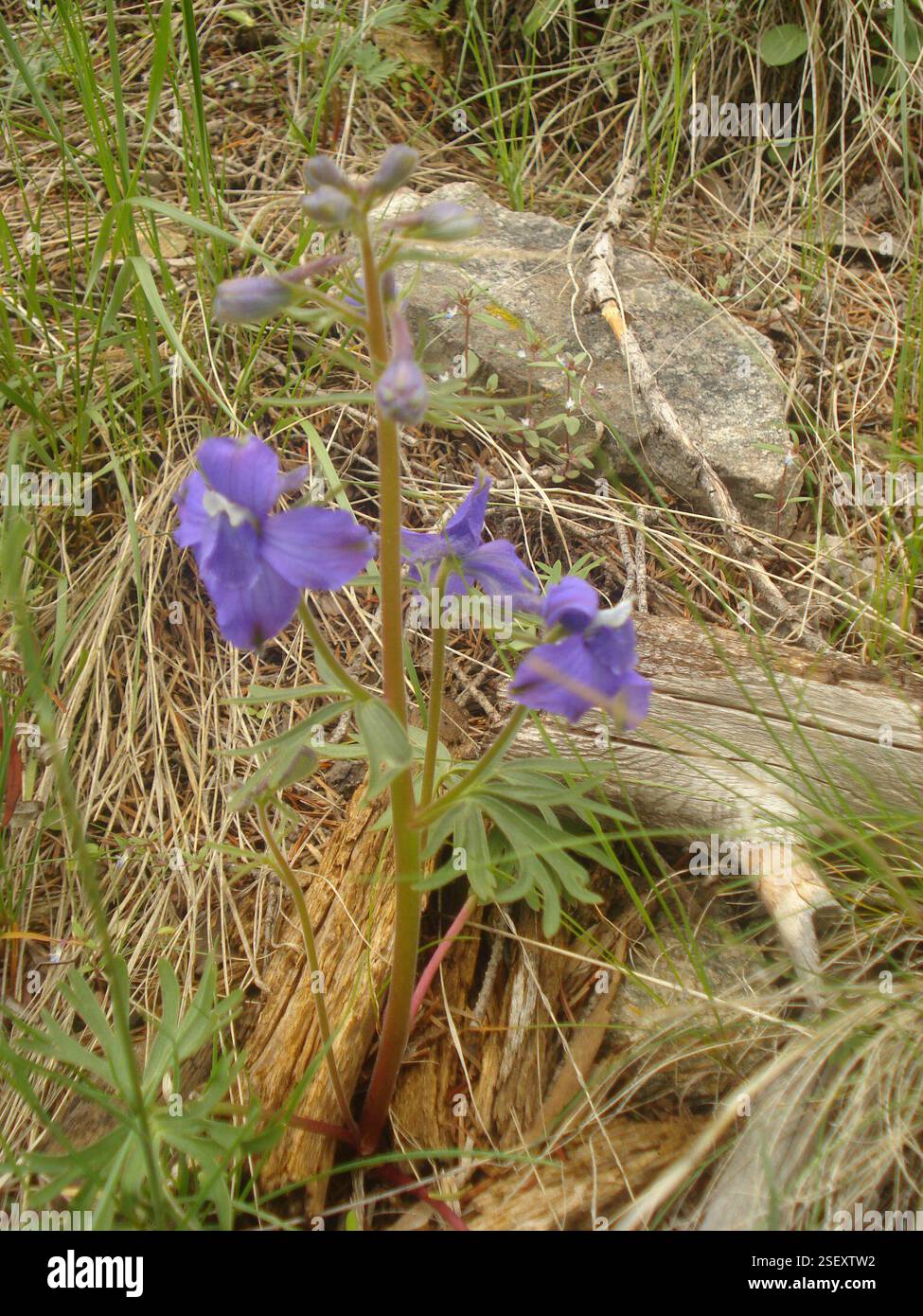 Low Larkspur (Delphinium bicolor), Plantae, Park County, WY, USA Stock ...