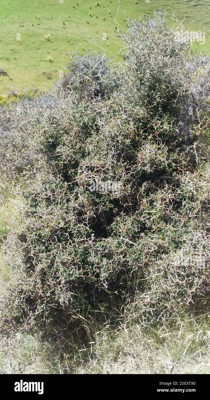 Prostrate kowhai (Sophora prostrata), Plantae, Kaikoura, NZ-CA, NZ ...