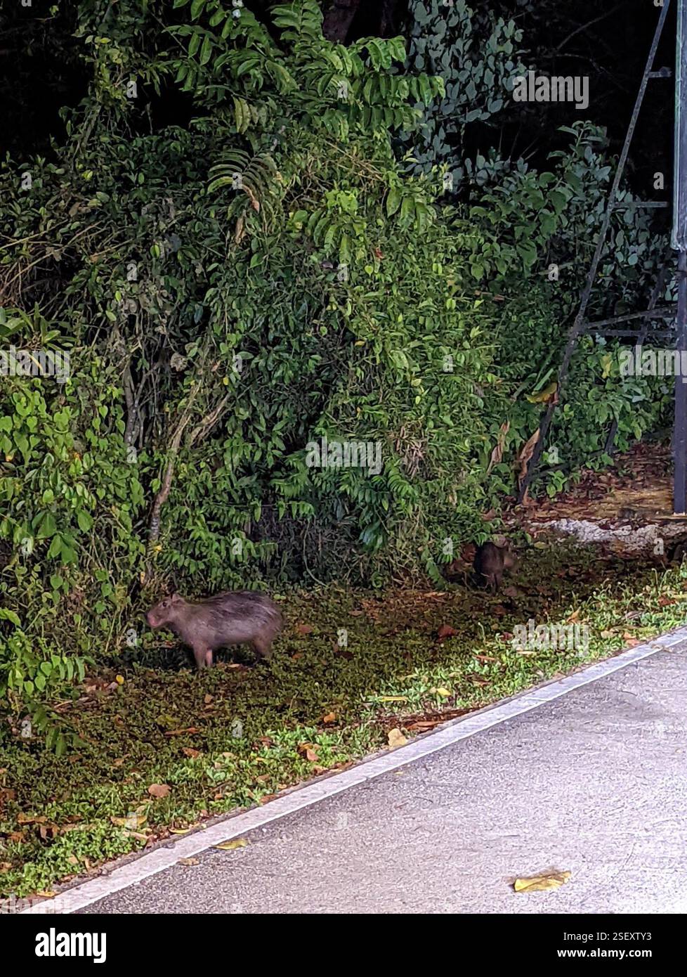 Lesser Capybara (Hydrochoerus isthmius), Mammalia, Gamboa, Panama Stock ...