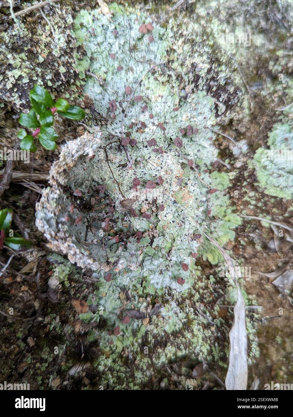 wart lichens, script lichens, and allies (Ostropomycetidae), Fungi, 424 ...