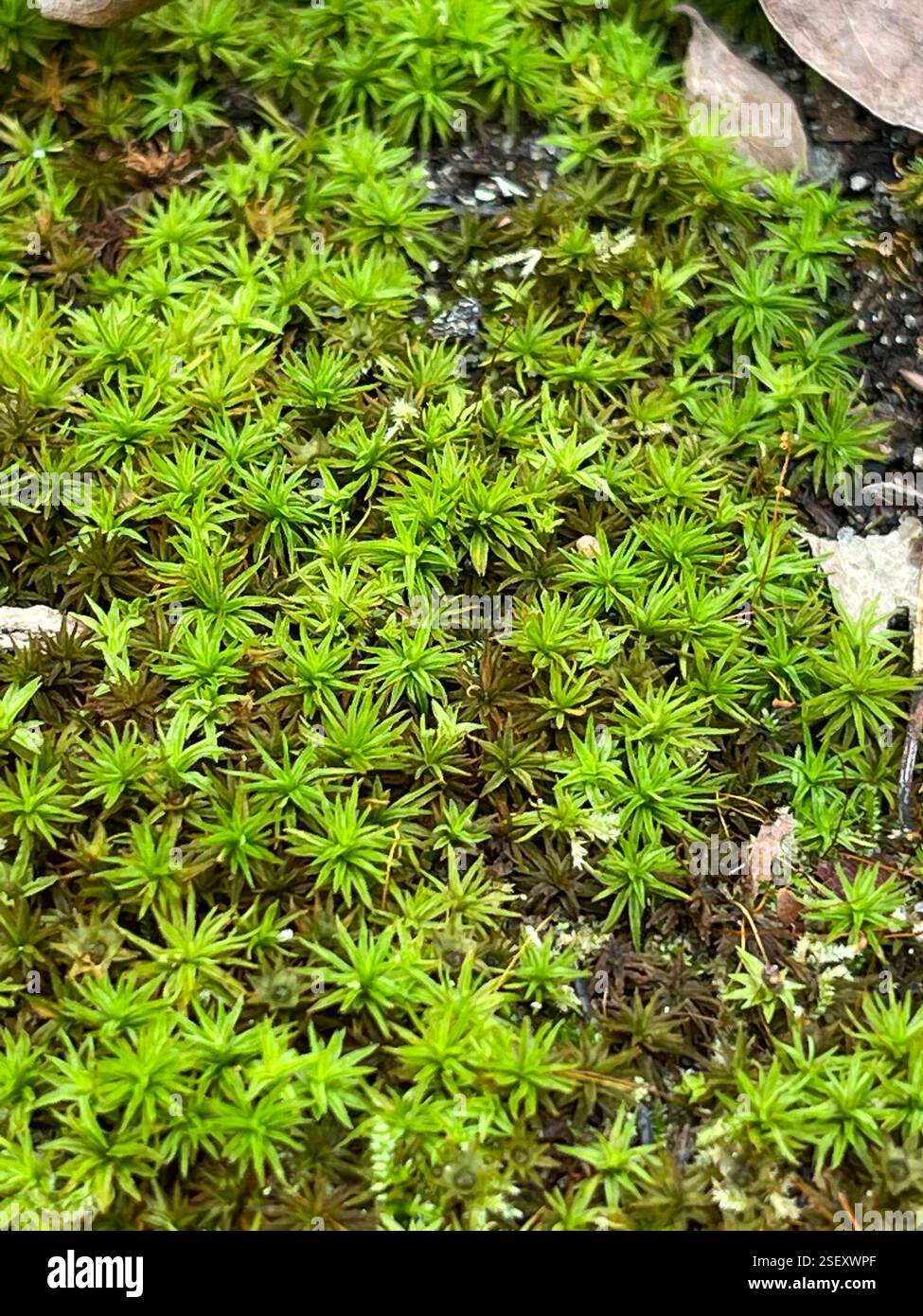 lesser smoothcap (Atrichum angustatum), Plantae, Torreya State Park ...