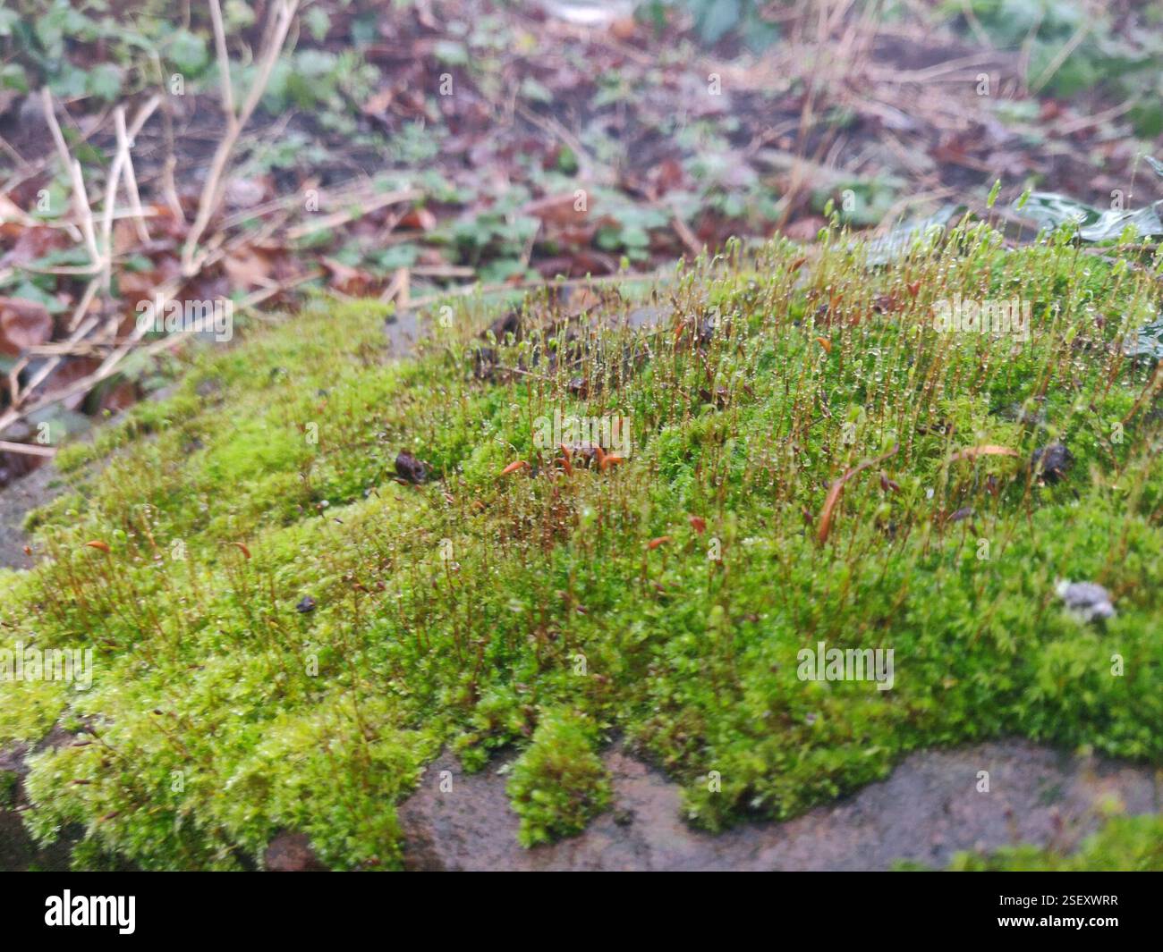 Capillary Thread-moss (Ptychostomum capillare), Plantae, Carlisle CA1 ...