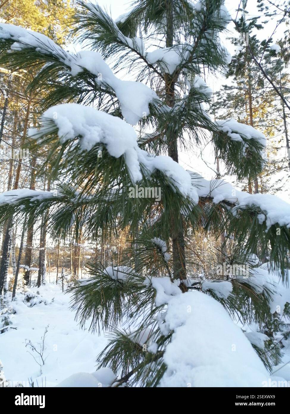 Siberian pine (Pinus sibirica), Plantae, Иркутская обл., Россия, 665490 ...