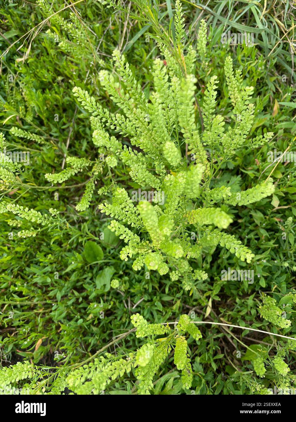 Common Peppergrass (Lepidium densiflorum), Plantae, Kochkurovskiy rayon ...