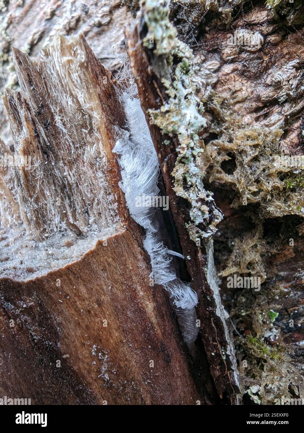 Hair Ice (Exidiopsis effusa), Fungi, Burnaby, BC V3N 4G7, Canada Stock ...