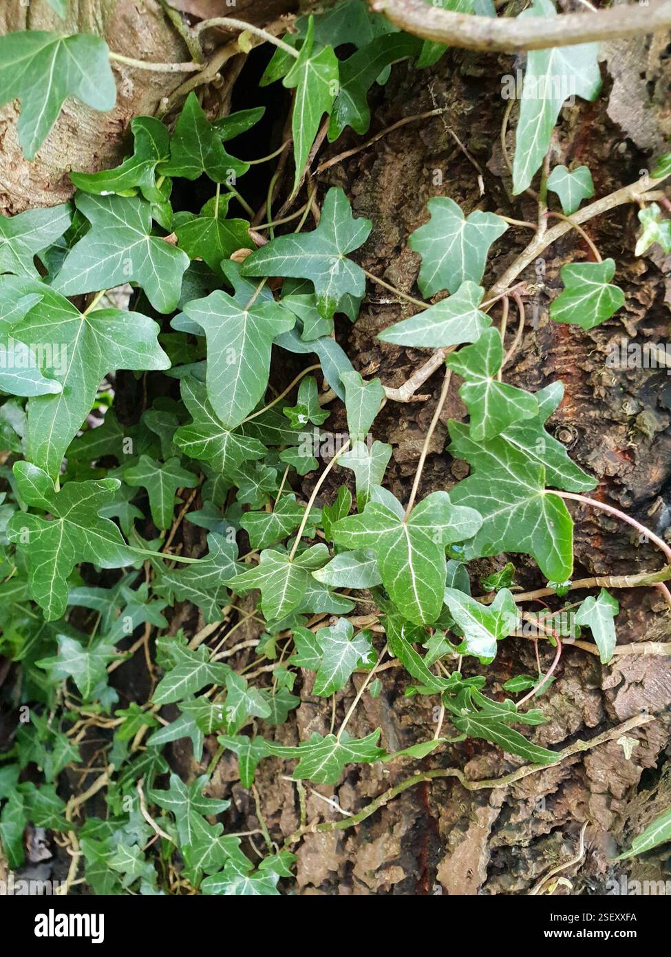 common ivy (Hedera helix), Plantae, Dumfries, UK Stock Photo - Alamy