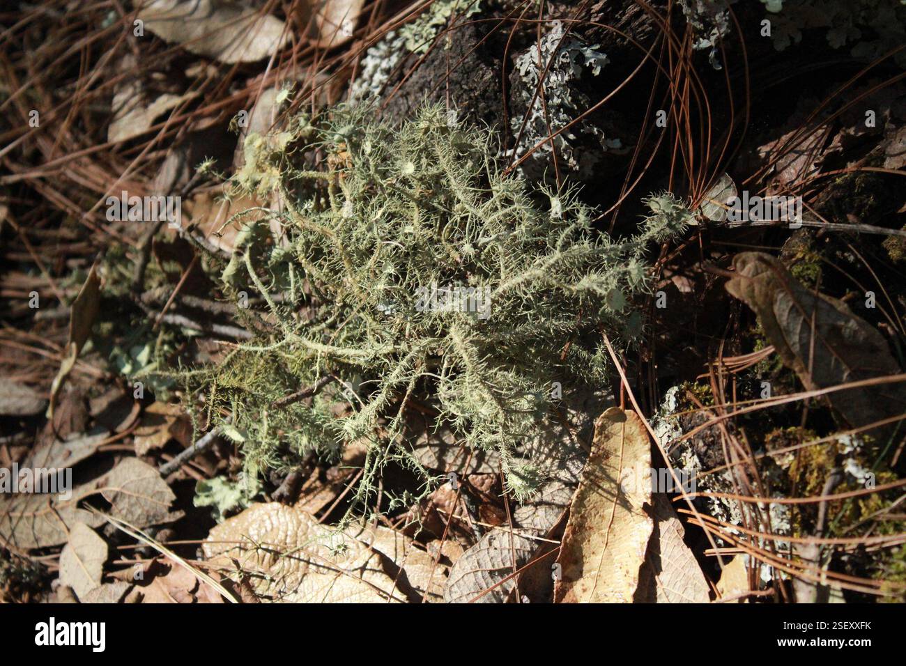 Arizona Beard Lichen (Usnea intermedia), Fungi, Tecolotlán, Jal ...