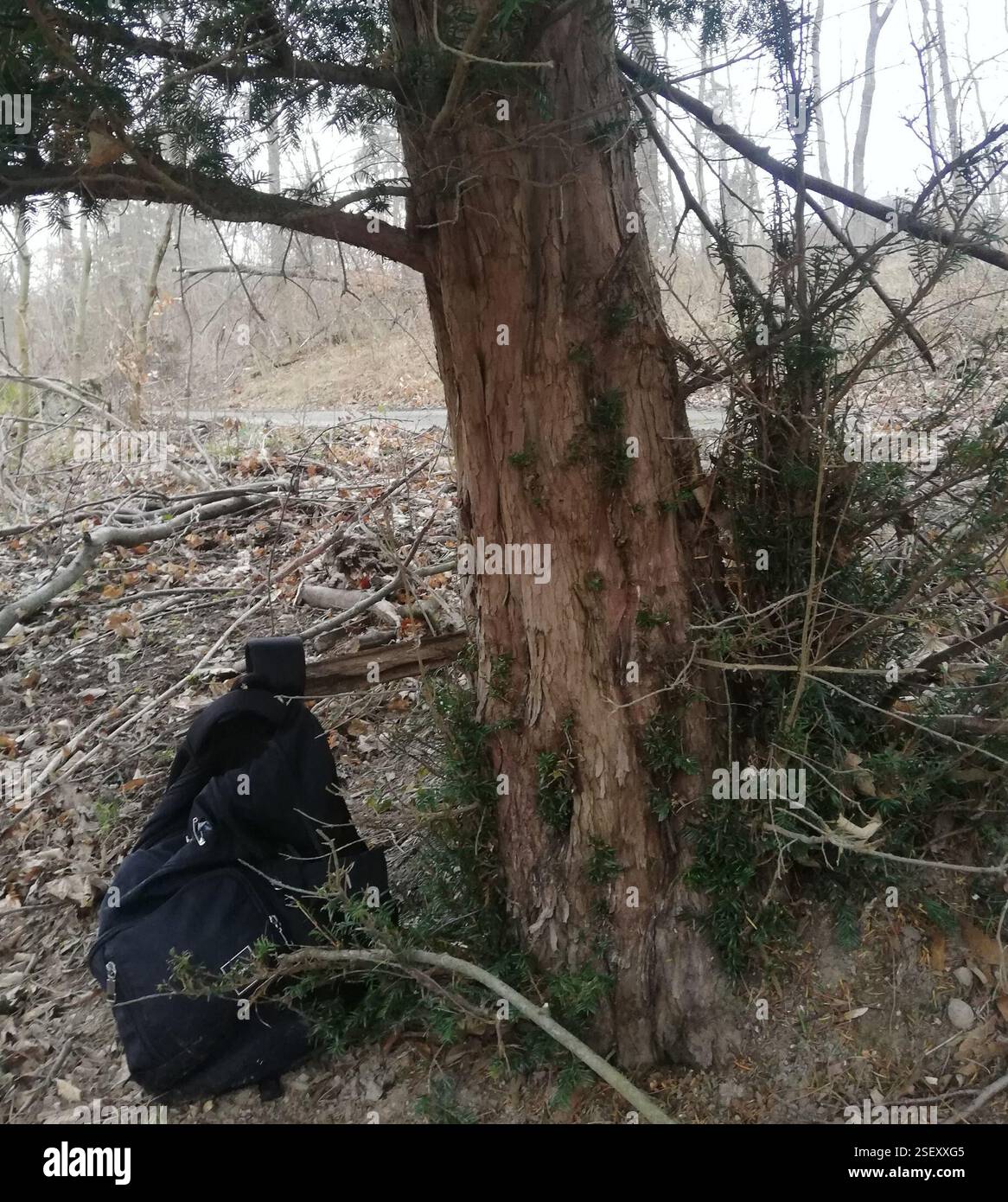 common yew (Taxus baccata), Plantae, Ballenstedt, Germany, Winter was ...