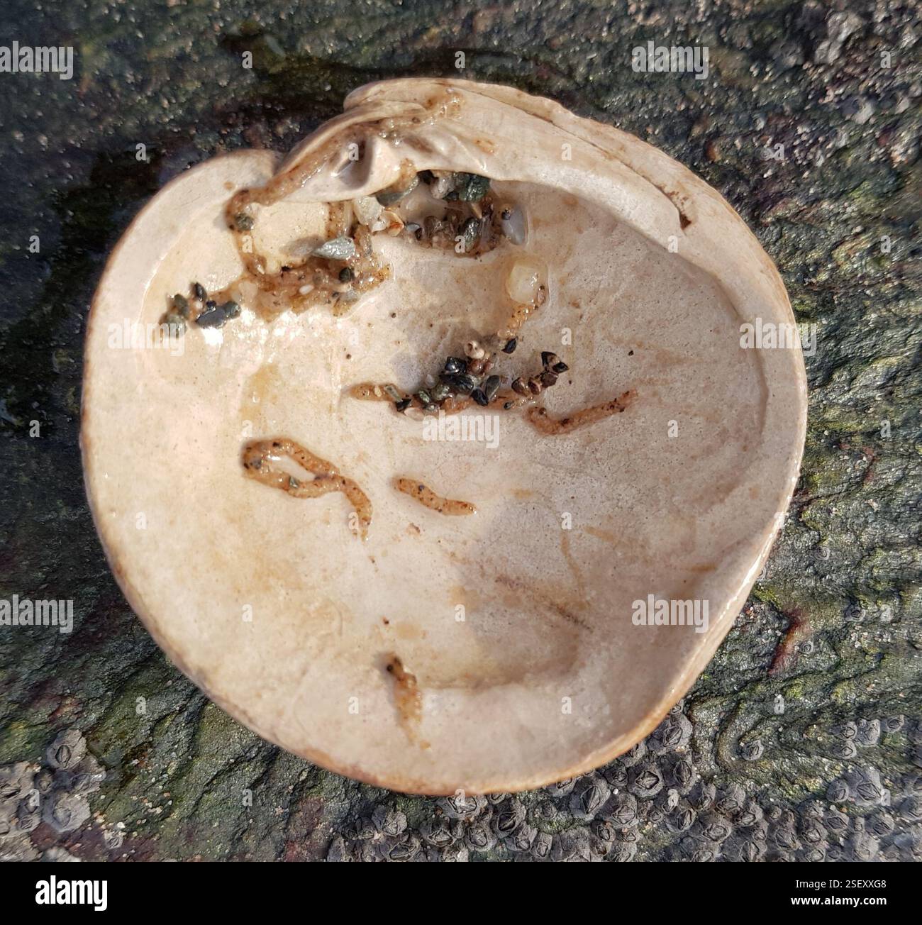 Rayed Artemis (Dosinia exoleta), Mollusca, Ardgowan, UK Stock Photo - Alamy