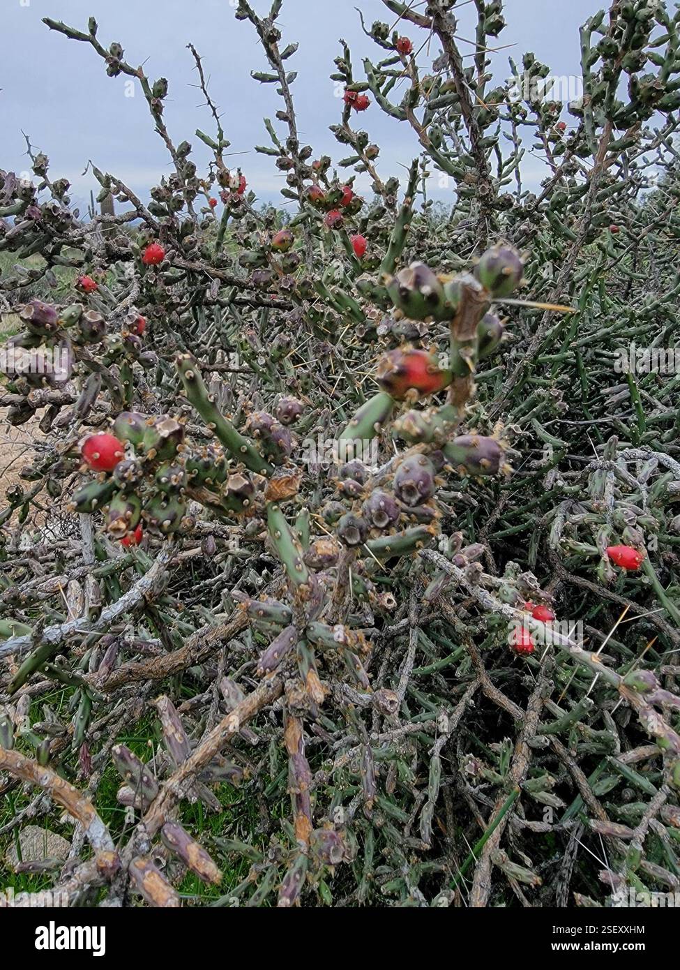 Christmas cholla (Cylindropuntia leptocaulis), Plantae, Maricopa County ...