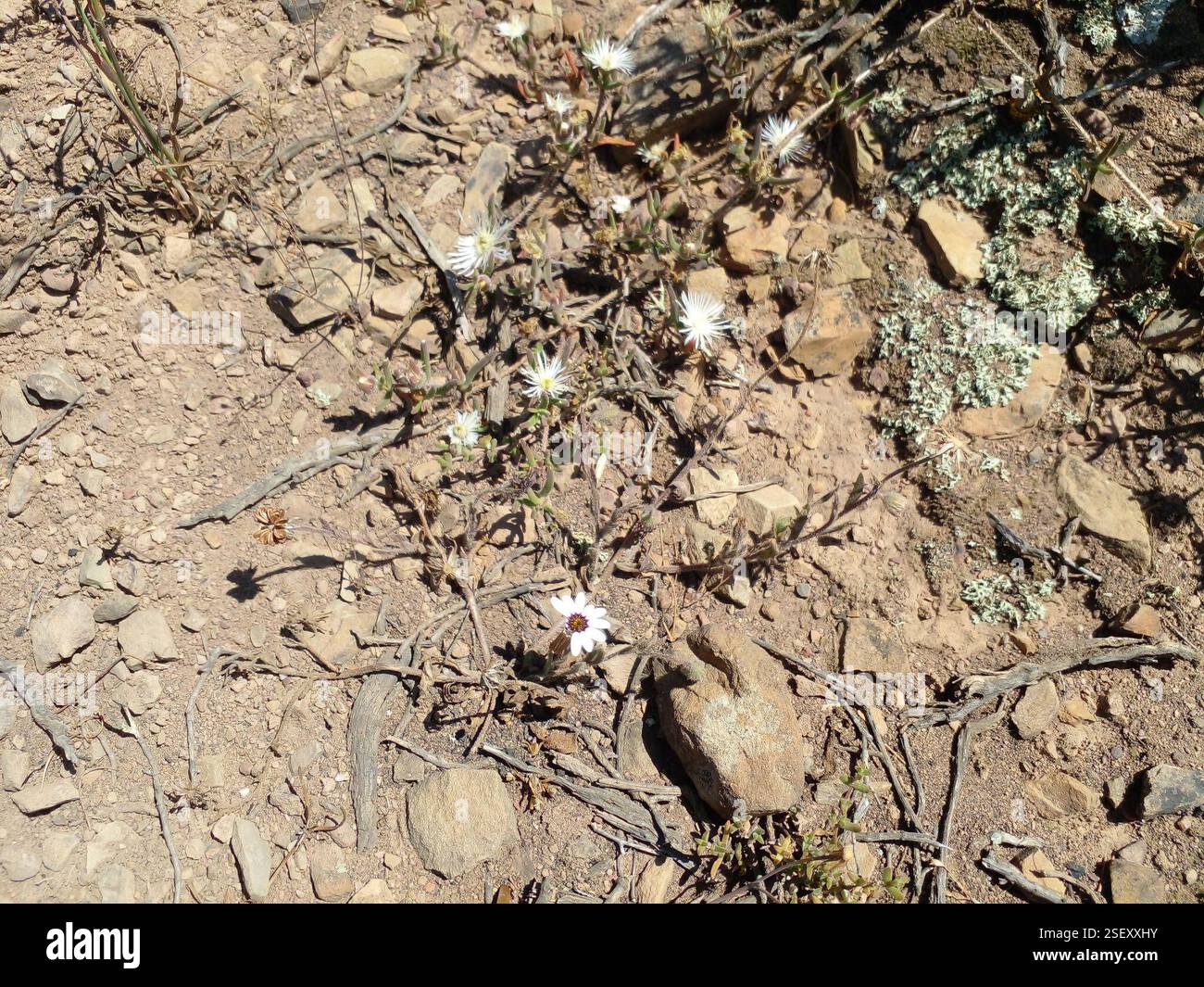 rock shield lichens (Xanthoparmelia), Fungi, Unnamed Road, Cape Farms ...