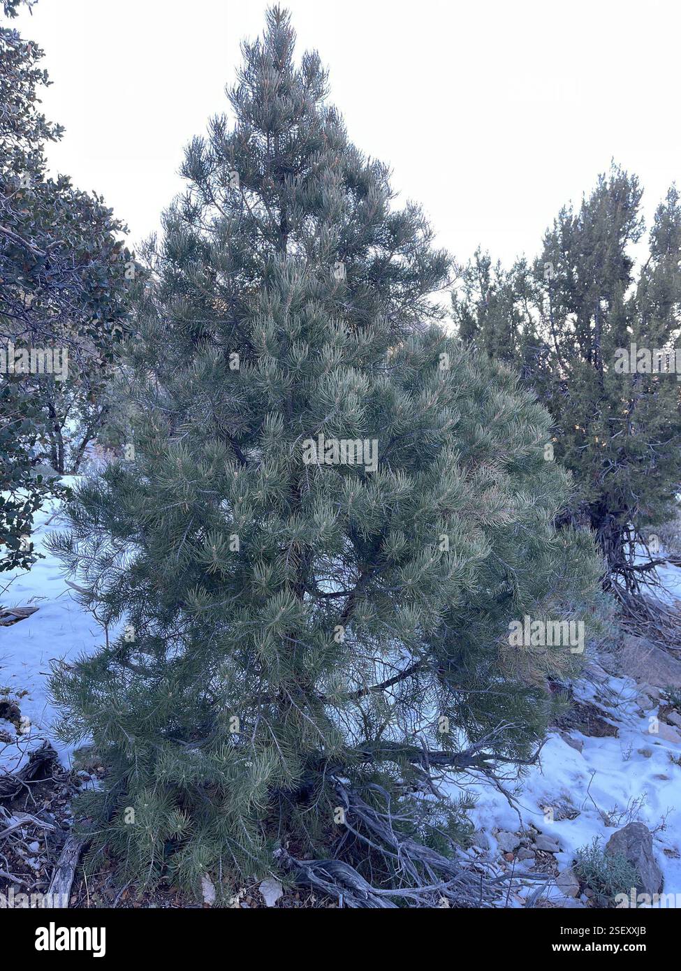 singleleaf pinyon (Pinus monophylla), Plantae, Clark County, US-NV, US ...