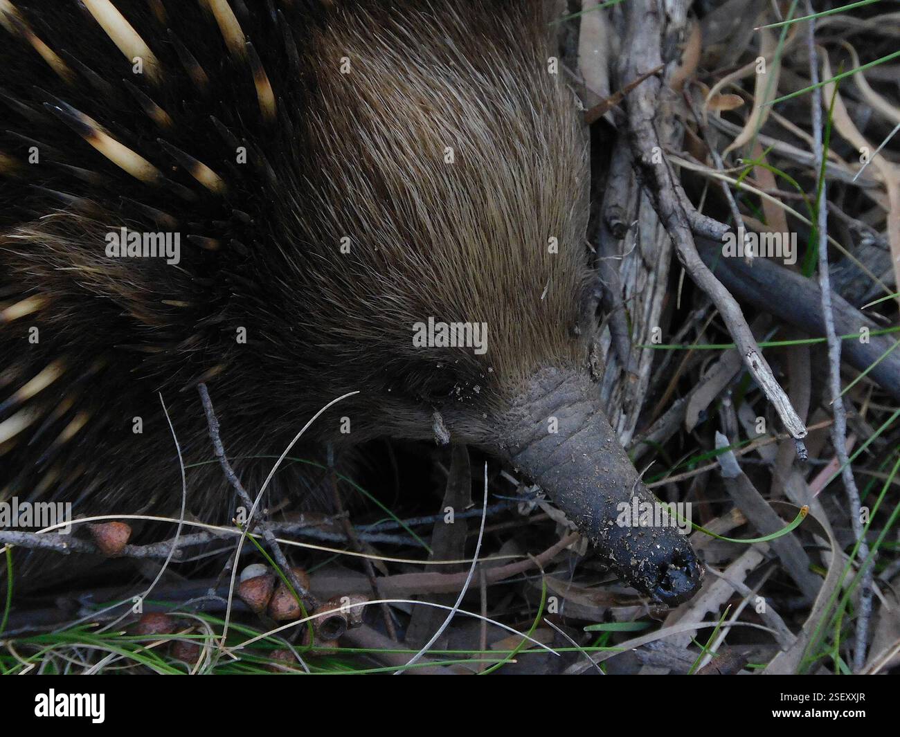 Tasmanian Echidna (Tachyglossus aculeatus setosus), Mammalia, Hobart ...