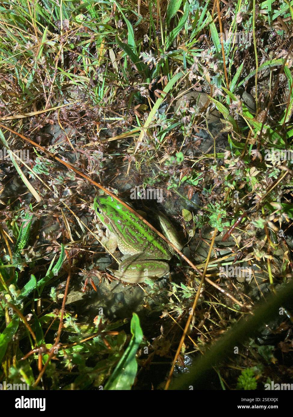 Southern Bell Frog (Ranoidea raniformis), Amphibia, Te Ika-a-Māui/North ...