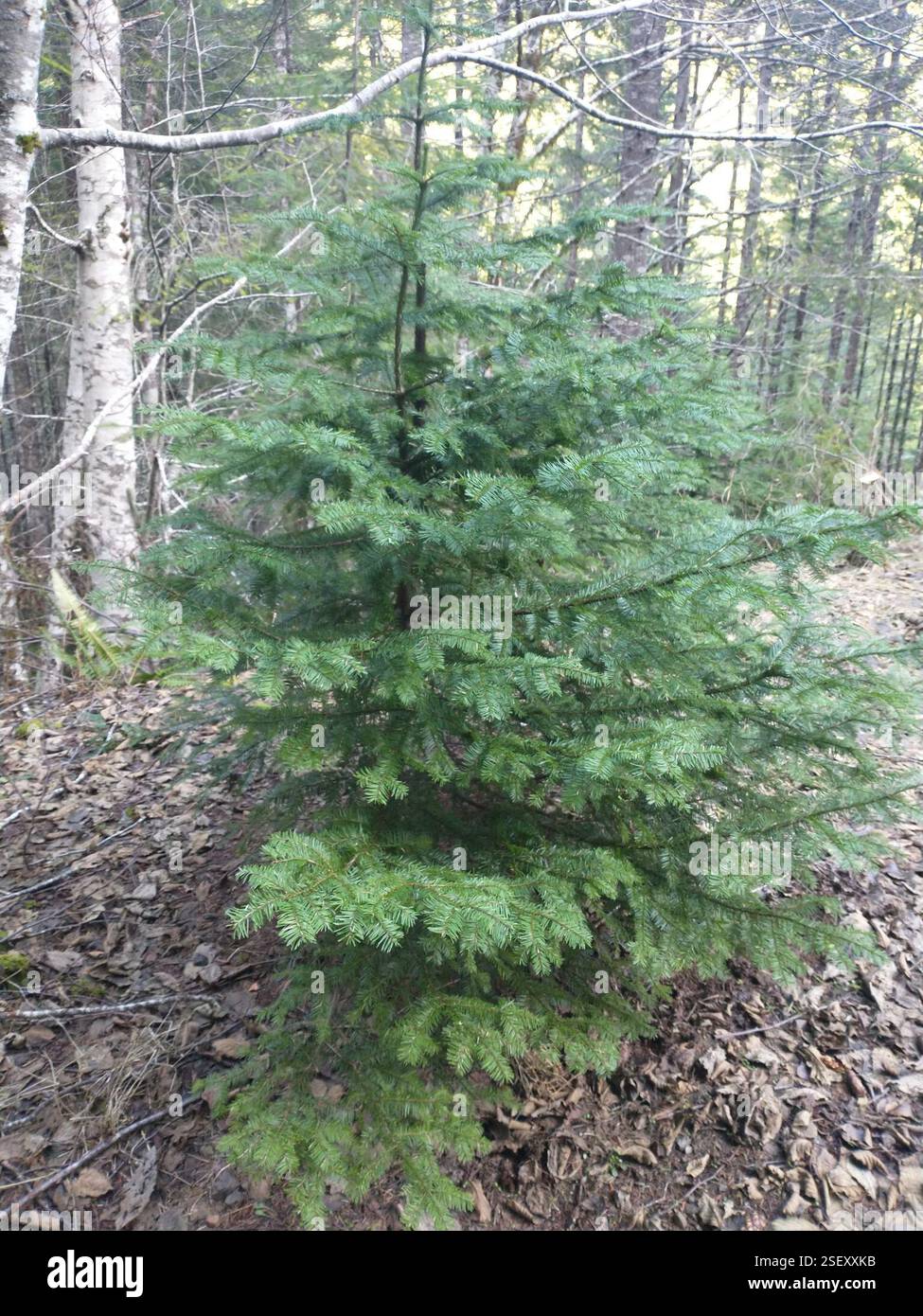noble fir (Abies procera), Plantae, Tillamook, OR 97141, USA Stock ...