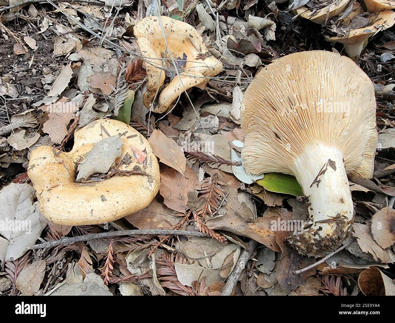 golden milkcap (Lactarius alnicola), Fungi, Cupertino, CA, USA Stock ...