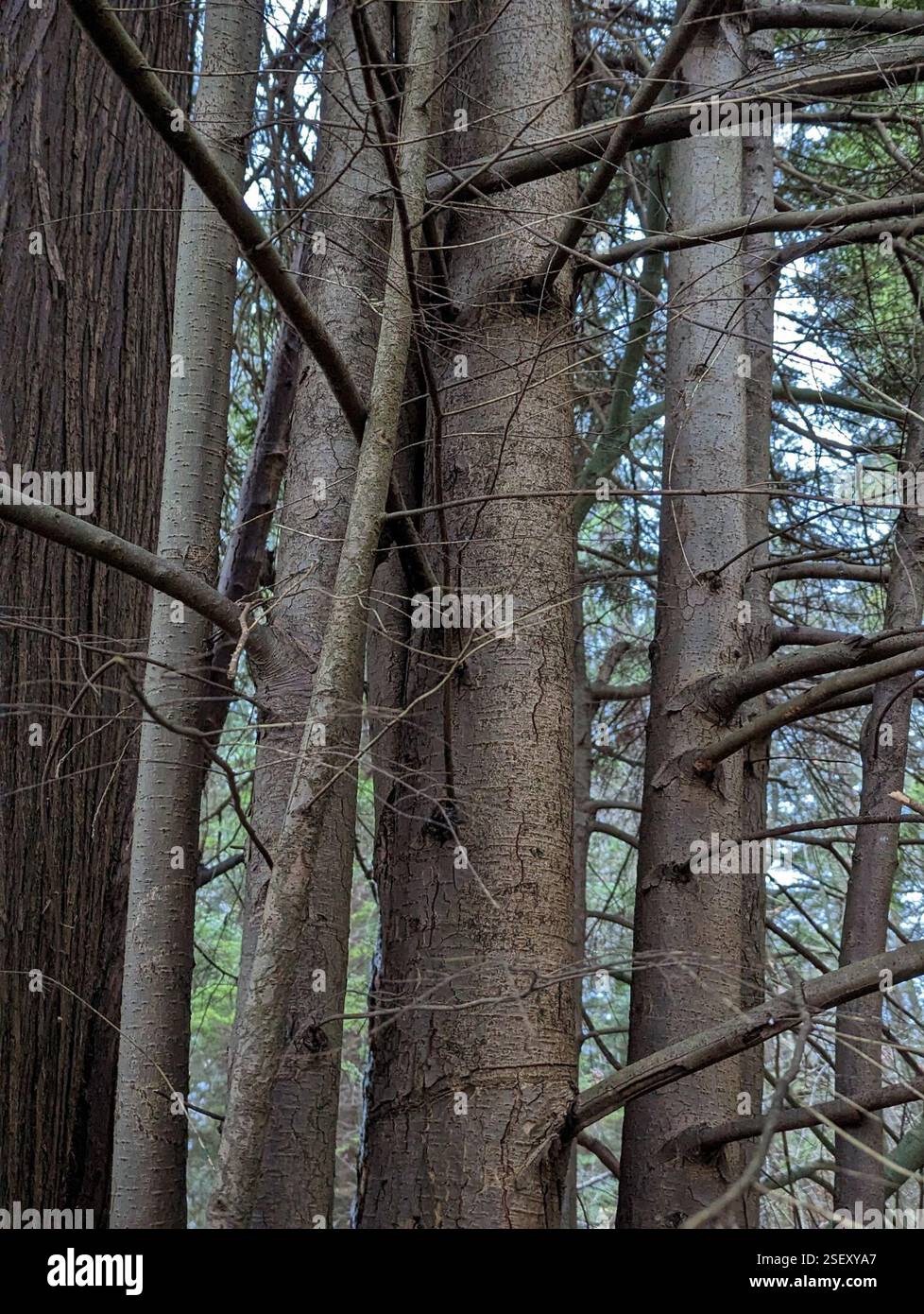 western hemlock (Tsuga heterophylla), Plantae, Vancouver, BC V6G ...