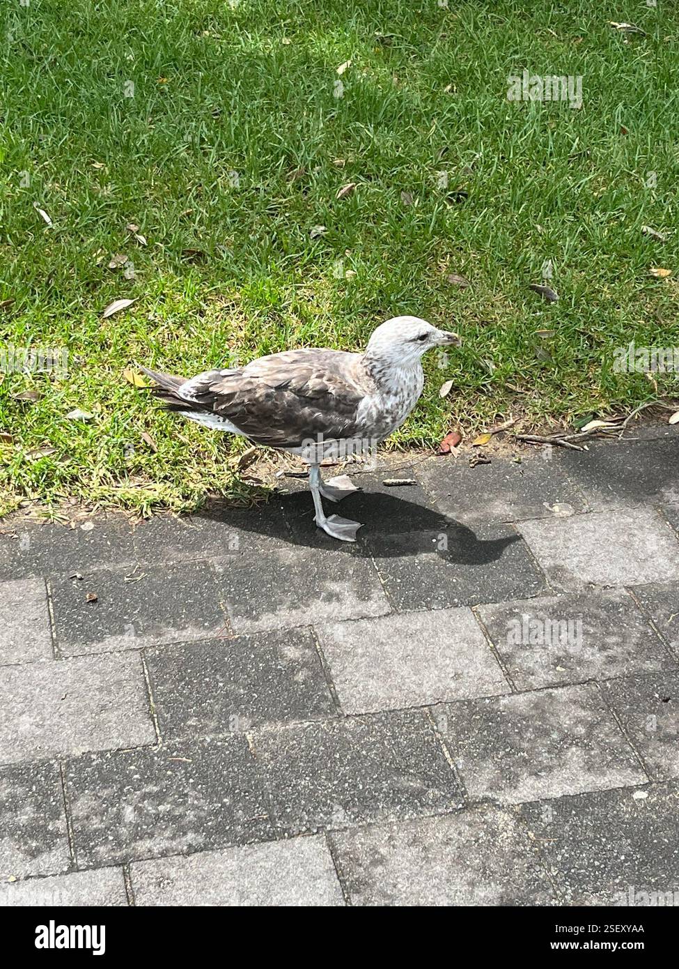 Southern Kelp Gull (Larus dominicanus dominicanus), Aves, Selwyn ...