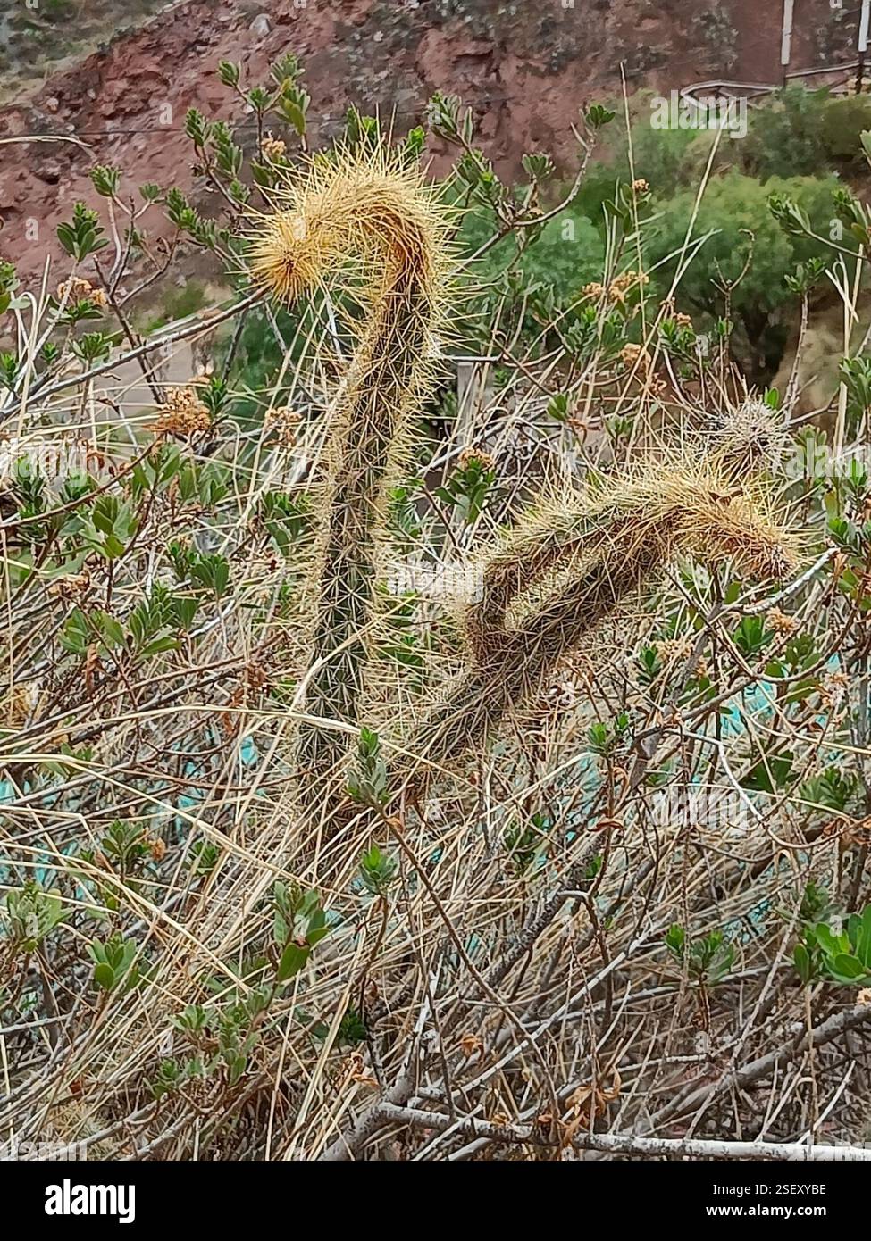 Red Hot Chili Pepper Cactus (Corryocactus erectus), Plantae, Cusco, PE ...