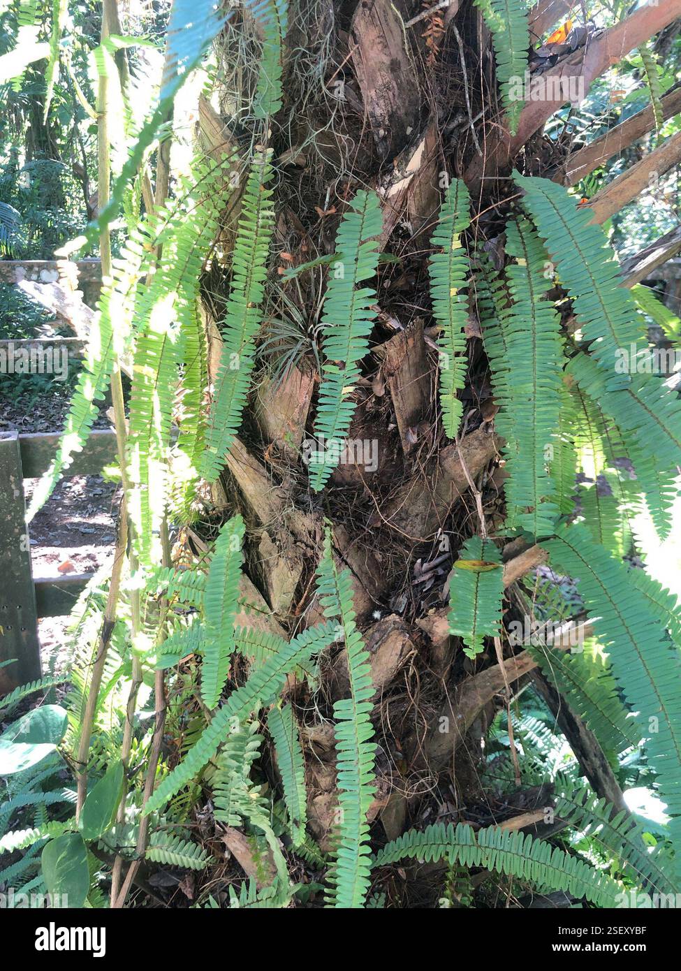Fishbone Fern (Nephrolepis cordifolia), Plantae, Broward County, US-FL ...