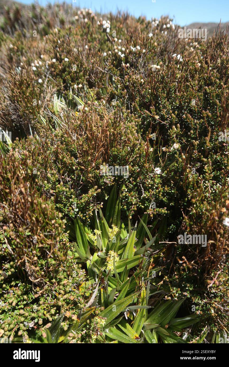 Pineapple Grass (Astelia alpina), Plantae, Ben Lomond TAS 7212 ...
