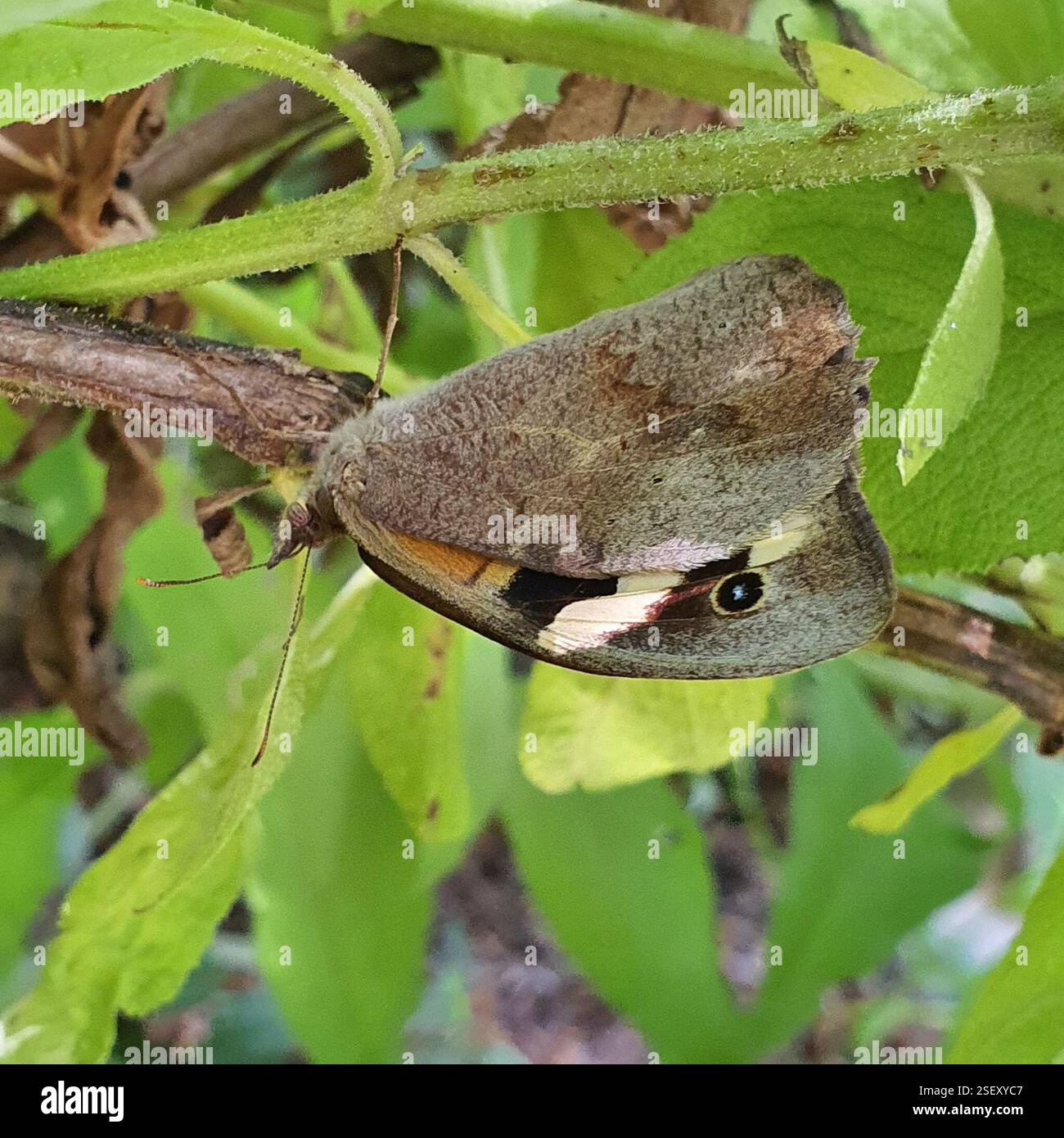 Common Brown (Heteronympha merope), Insecta, Waramanga ACT 2611 ...