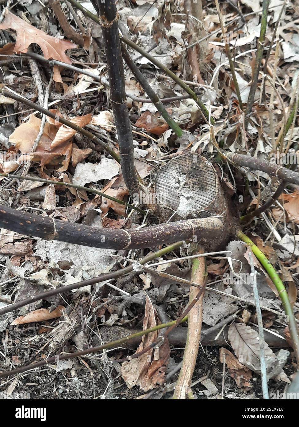 box elder (Acer negundo), Plantae, The Bronx, NY 10467, USA, Leaf scars ...