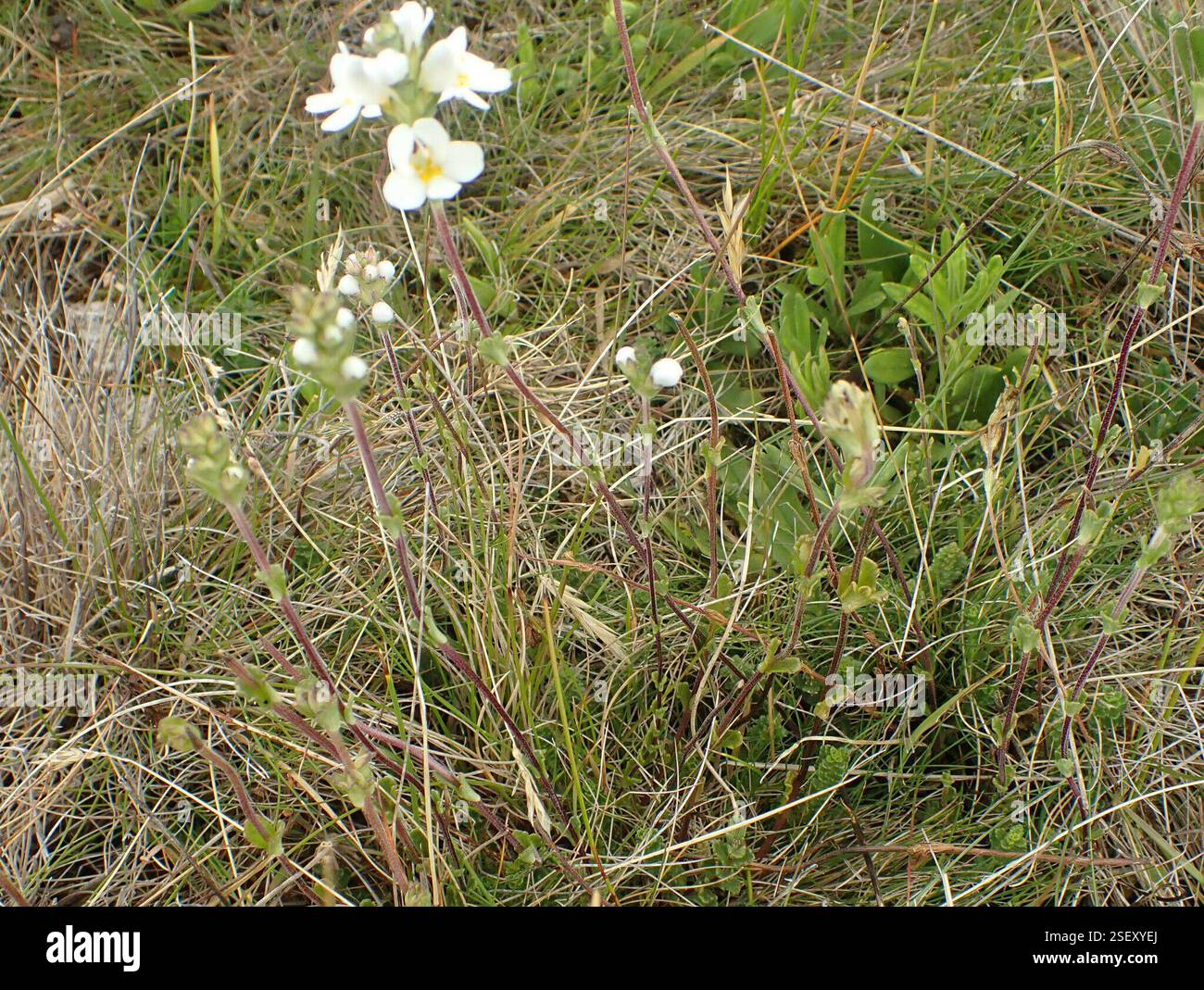purple eyebright (Euphrasia collina), Plantae, Tasmania, AU Stock Photo ...