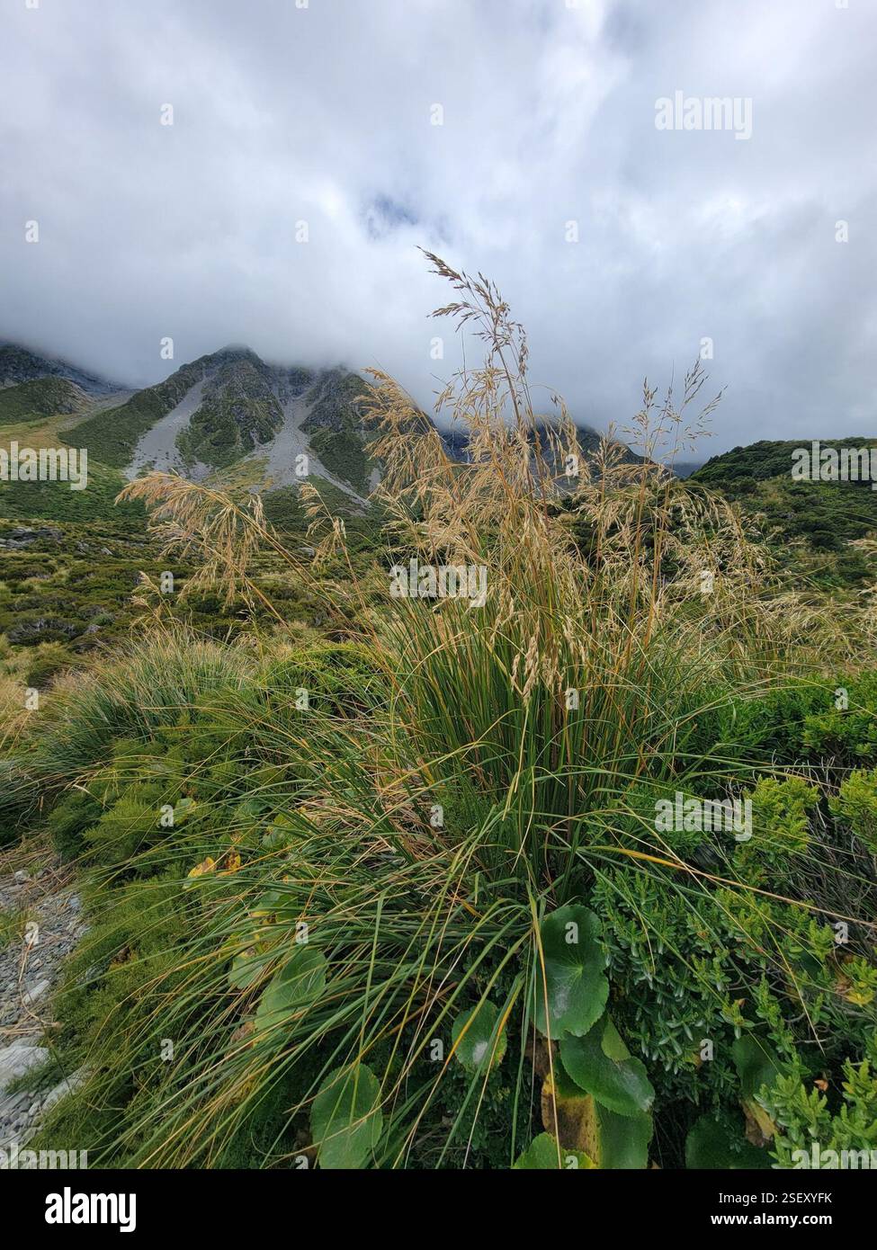 Broad-leaved Snow Tussock (Chionochloa flavescens), Plantae, 7999, New ...