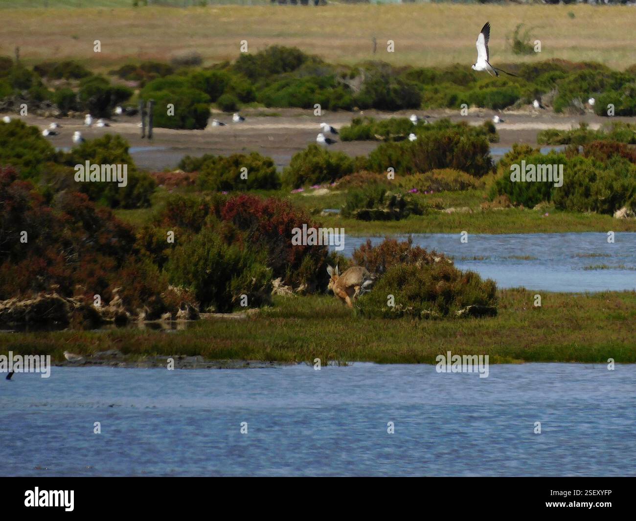 Brown Hare (Lepus europaeus), Mammalia, Penna TAS 7171, Australia Stock ...
