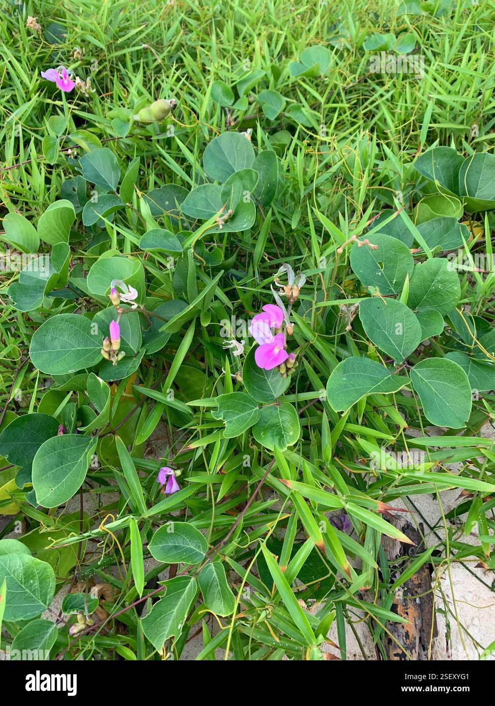 Beach Bean (Canavalia rosea), Plantae, Ko Ngai, Krabi, TH Stock Photo ...