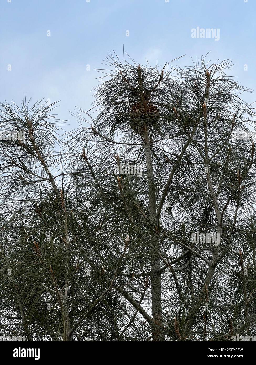 gray pine (Pinus sabiniana), Plantae, Los Angeles County, CA, USA Stock ...