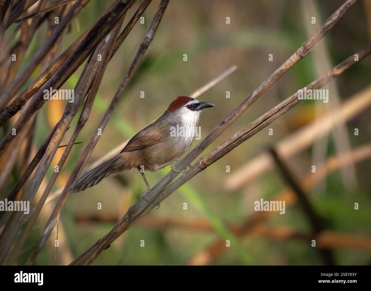 Chestnut-capped babbler (Timalia pileata).this photo was taken from Bangladesh Stock Photo - Alamy