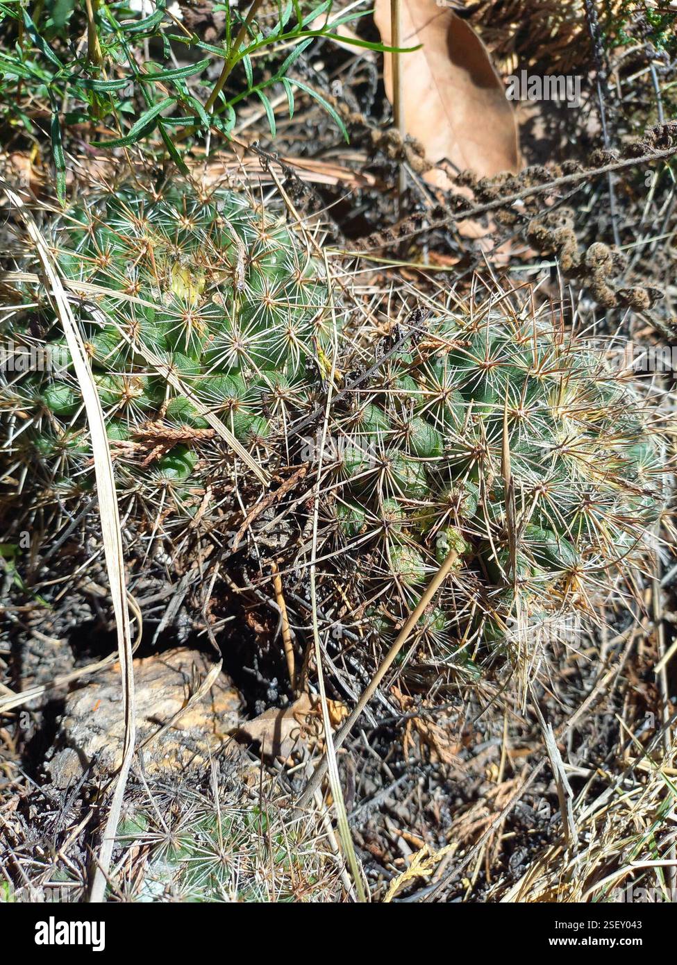 (Mammillaria discolor discolor), Plantae, Terrenate, Tlax., México ...