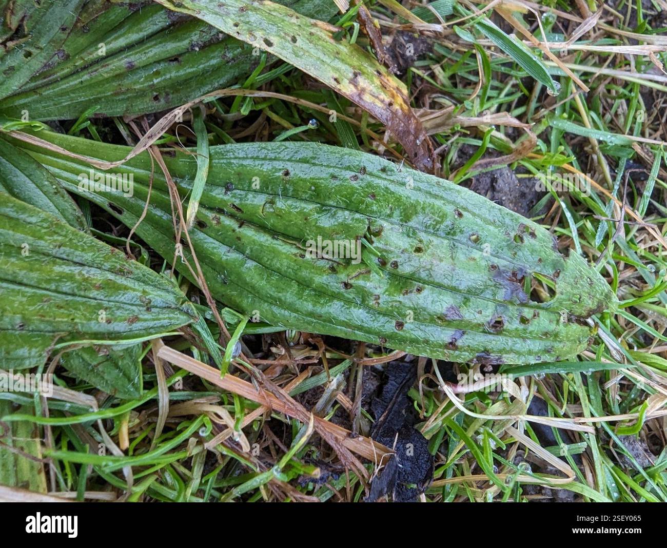ribwort plantain (Plantago lanceolata), Plantae, Vancouver, BC V6R 1B5 ...