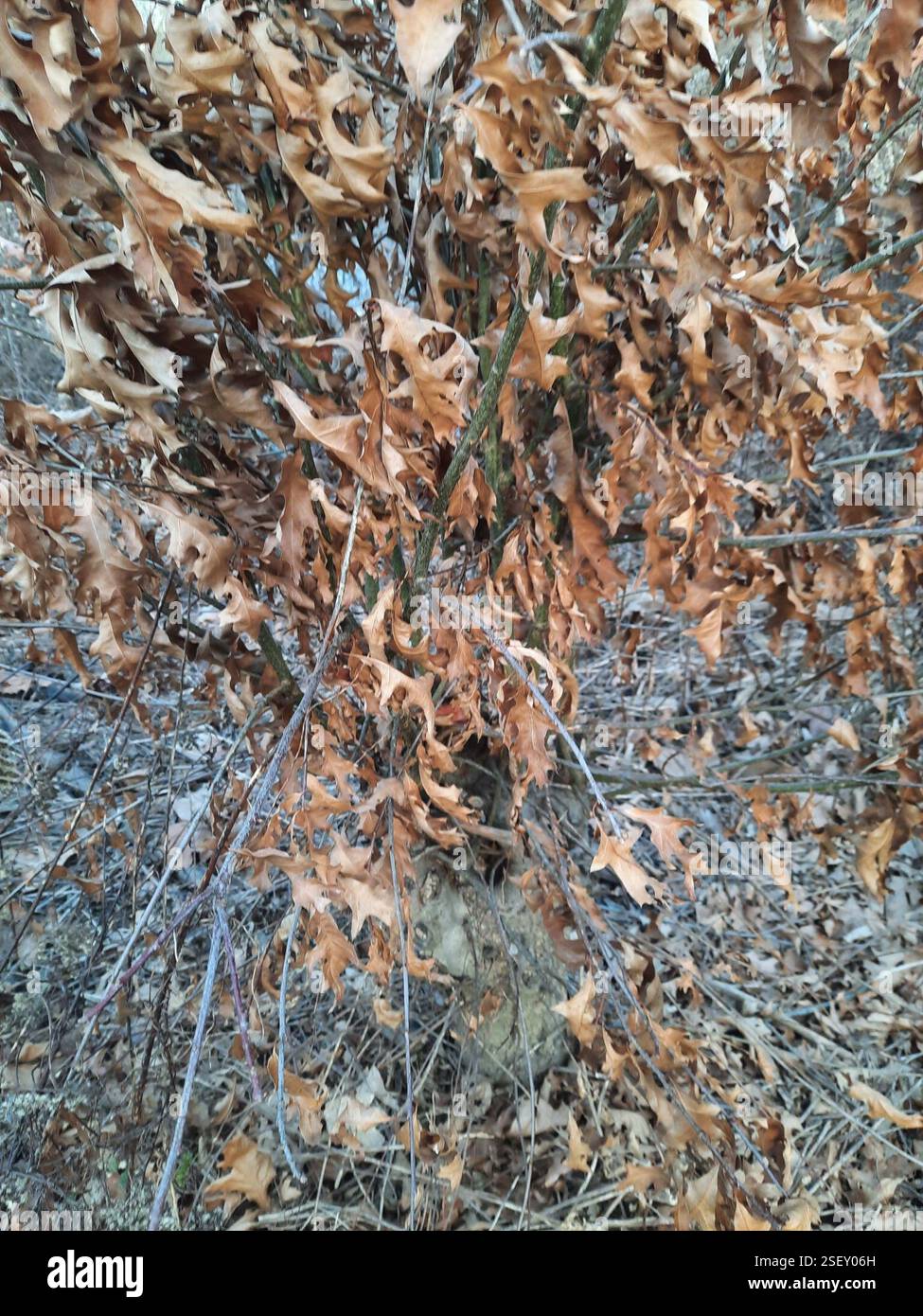 red oaks (Lobatae), Plantae, Red Oaks Mill, NY 12603, USA Stock Photo ...