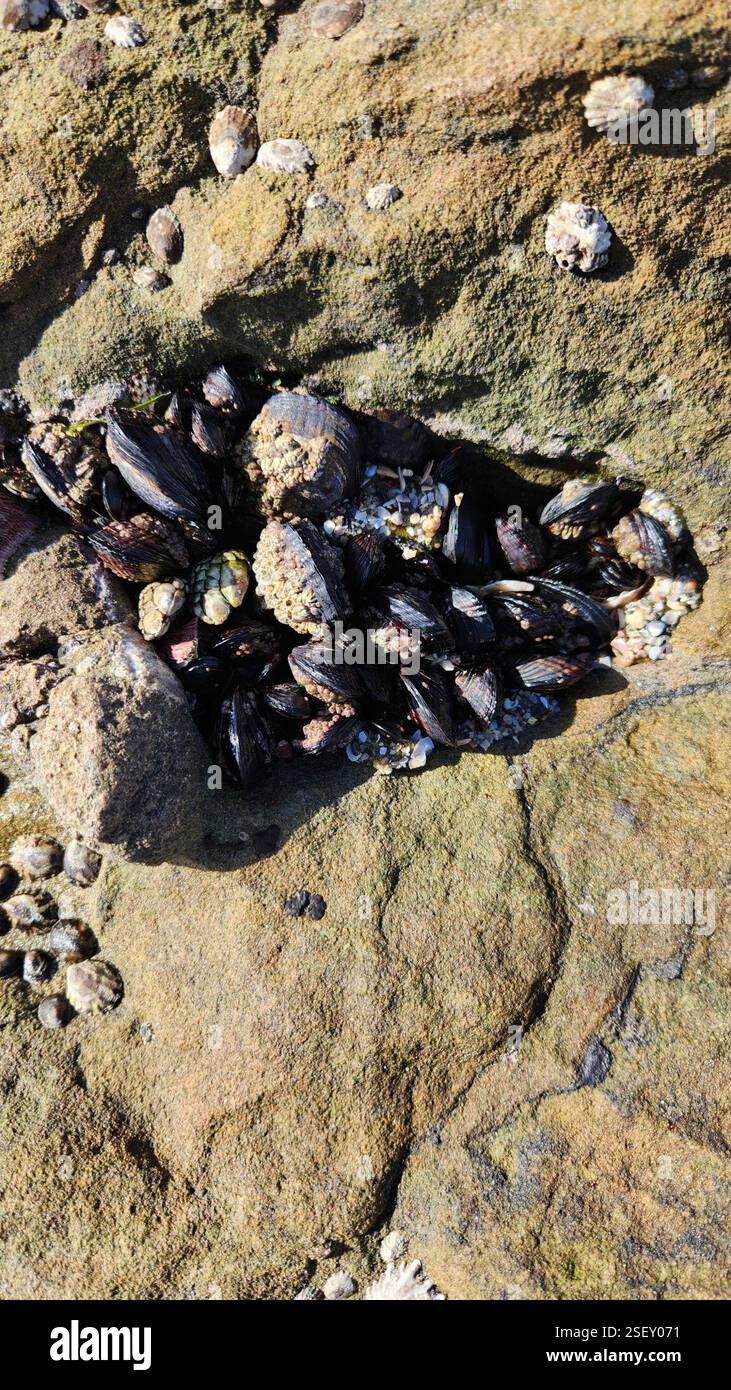 California Mussel (Mytilus californianus), Mollusca, Orange County, CA ...