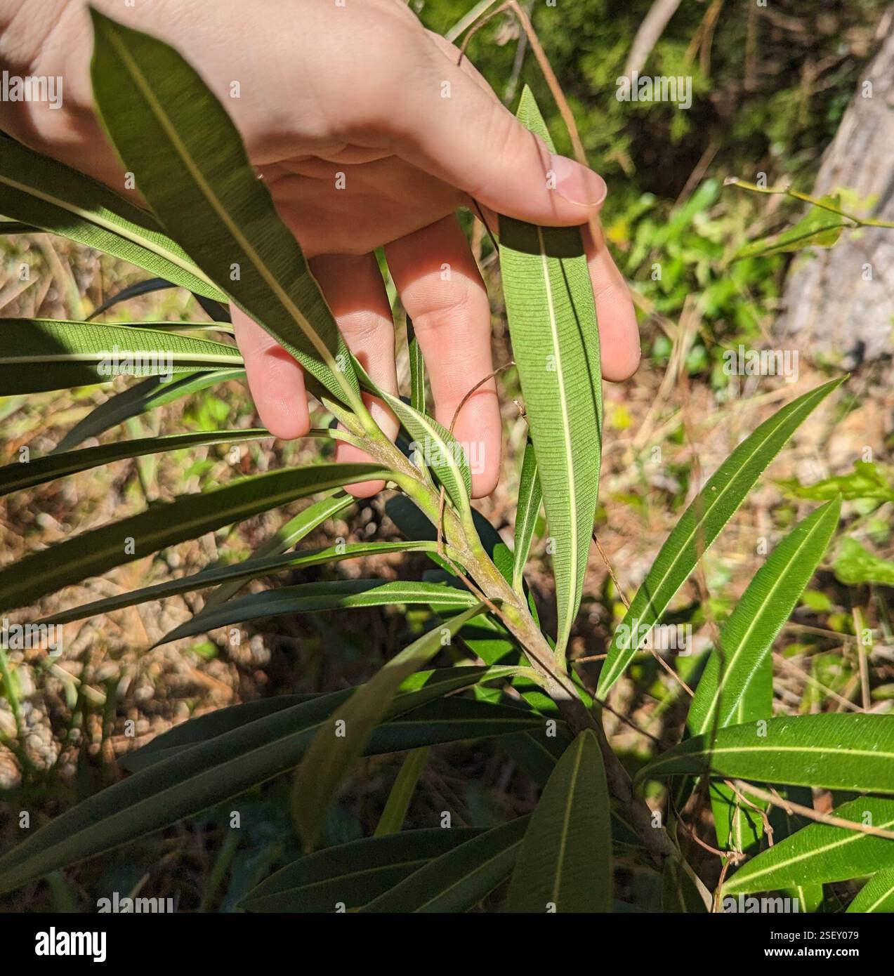 oleander (Nerium oleander), Plantae, Spring Hill, FL 34607, USA, Not ...